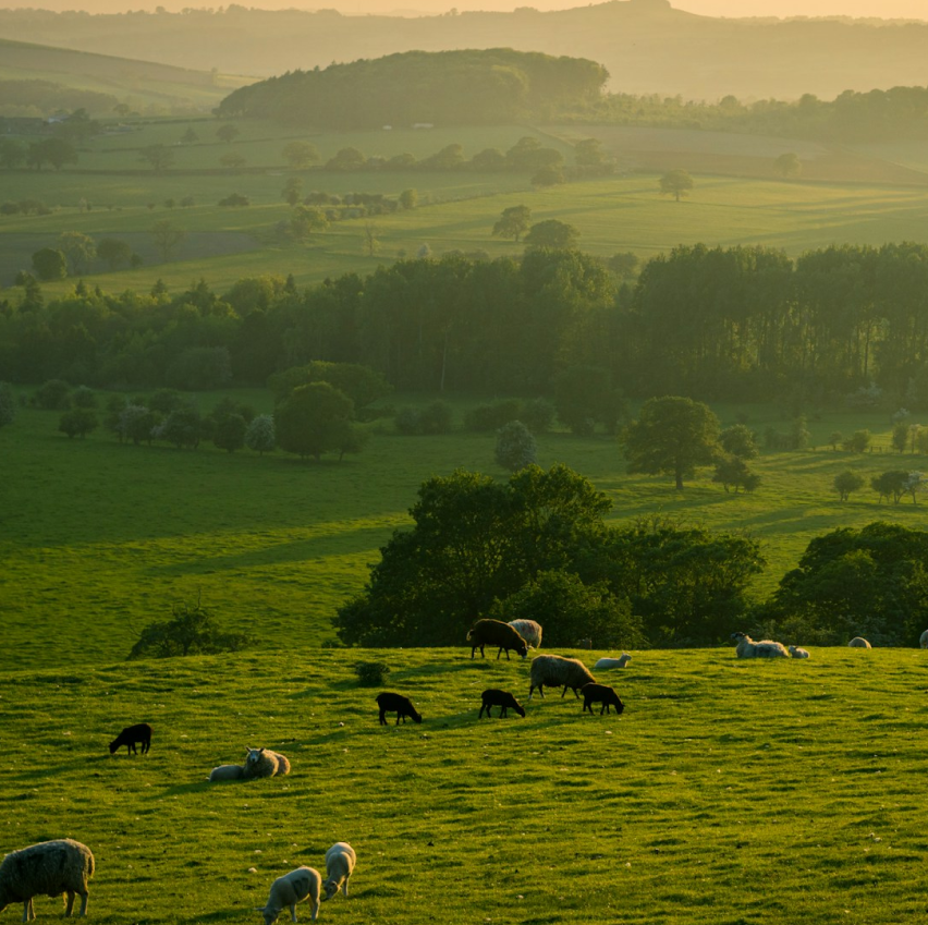 What Does Tallow Do for the Skin? Exploring the Benefits of This Natur ...